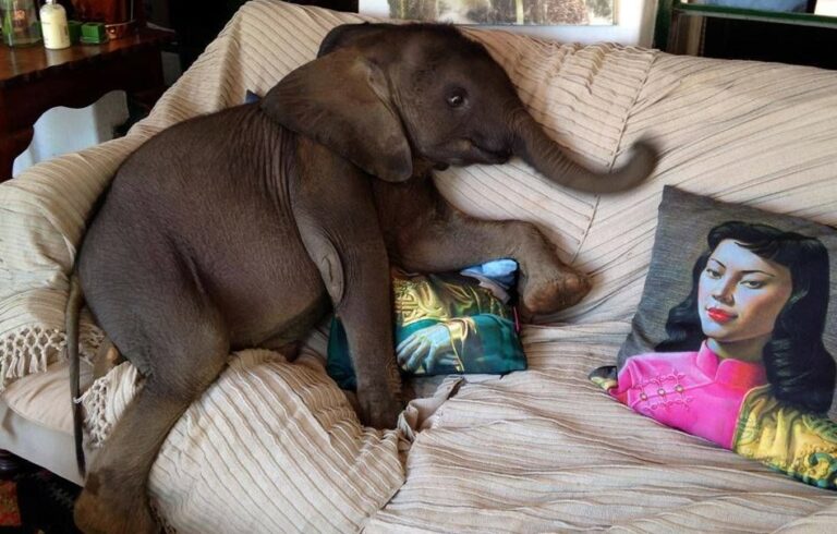Keeping and Caring For Elephant as a pet Full Guide 2021- Animals Home ...